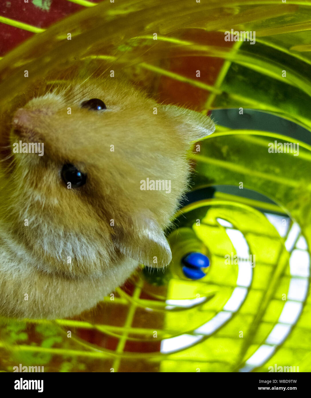 Hamster home in keeping in captivity. Hamster running wheel. Red ...