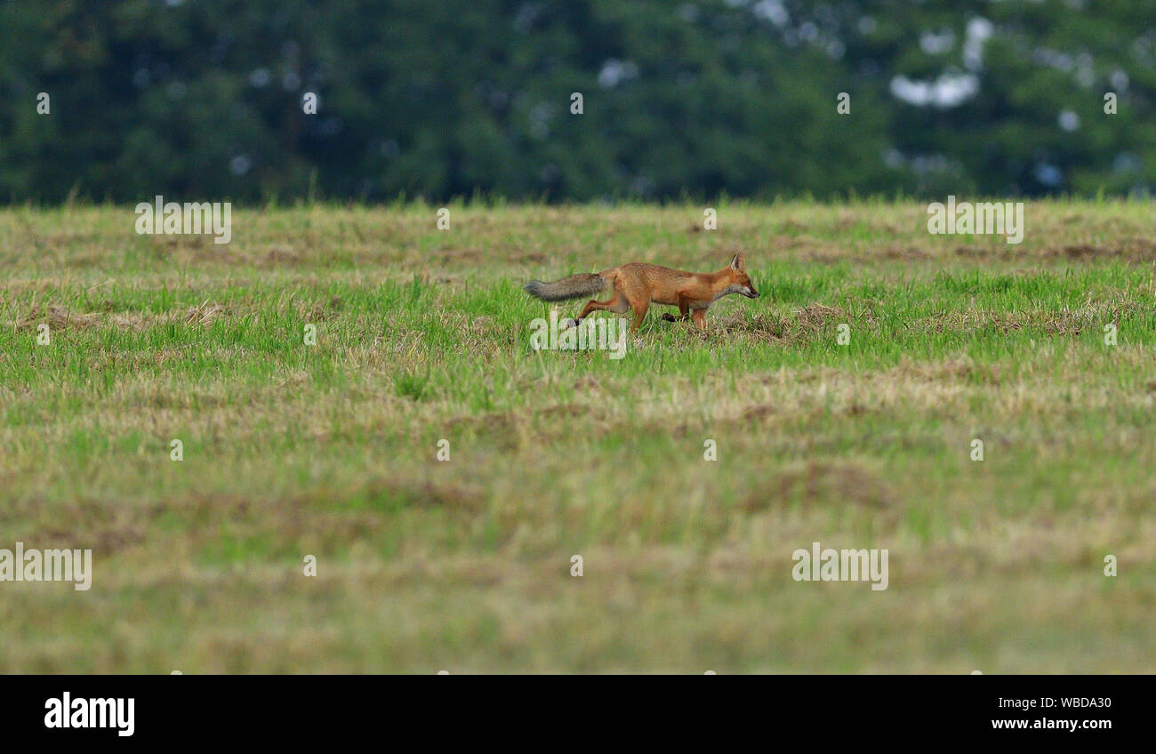 red fox wildlife hunting on the meadow for feed Stock Photo - Alamy