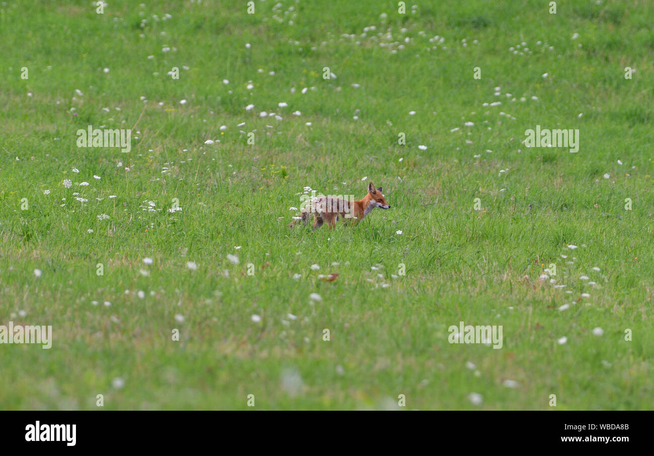 red fox jumping and hunting for mouse on a field Stock Photo - Alamy