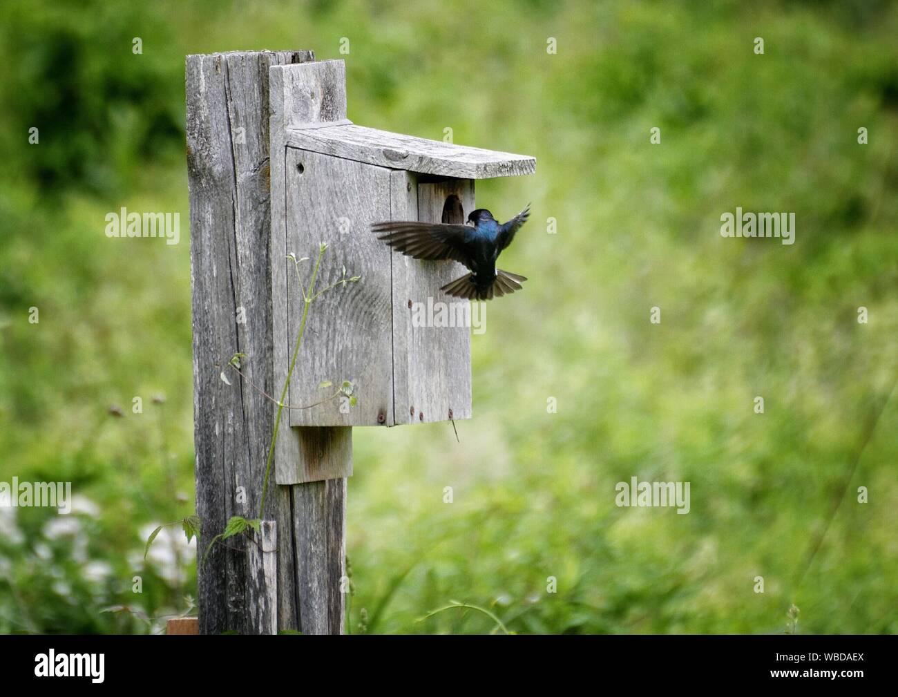 Swallow Bird Field High Resolution Stock Photography and Images - Alamy