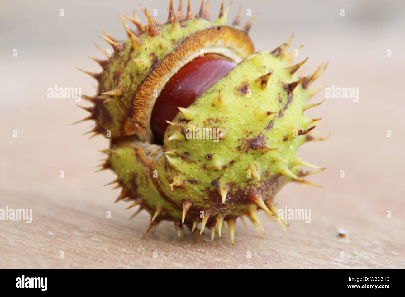 Horse chestnut seed hi-res stock photography and images - Alamy