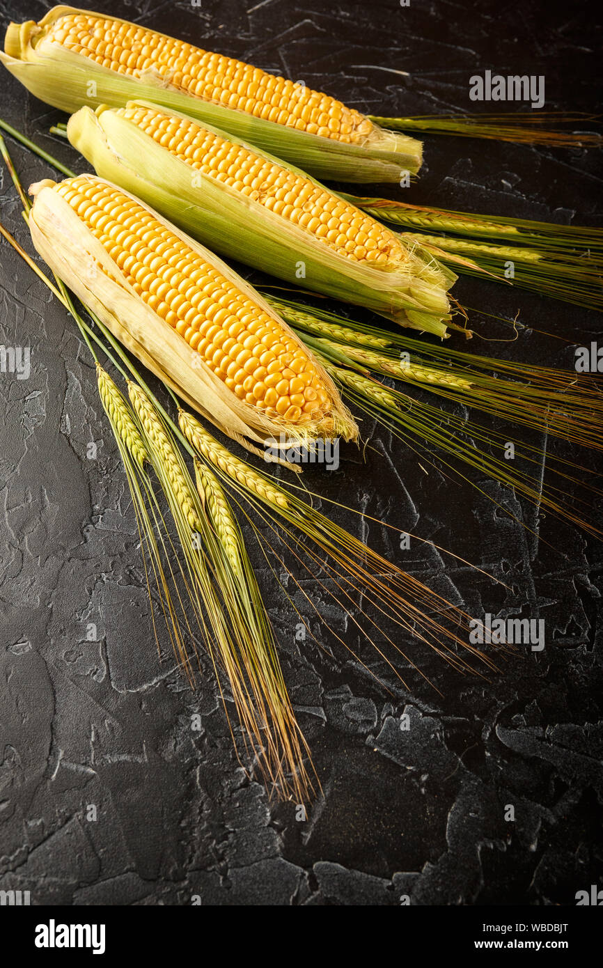 Fresh raw ripe corn cobs and wheat spikes on black concrete background ...