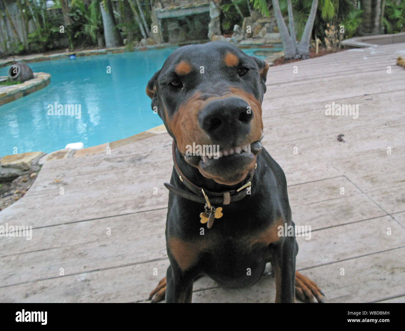 Miami 2007 - Doberman smiling Stock Photo - Alamy
