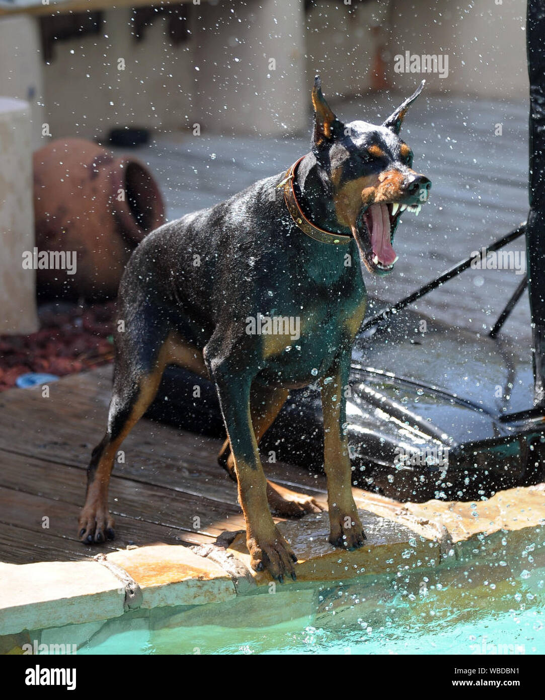 Miami 2007 - Doberman Diving into Pool Stock Photo - Alamy
