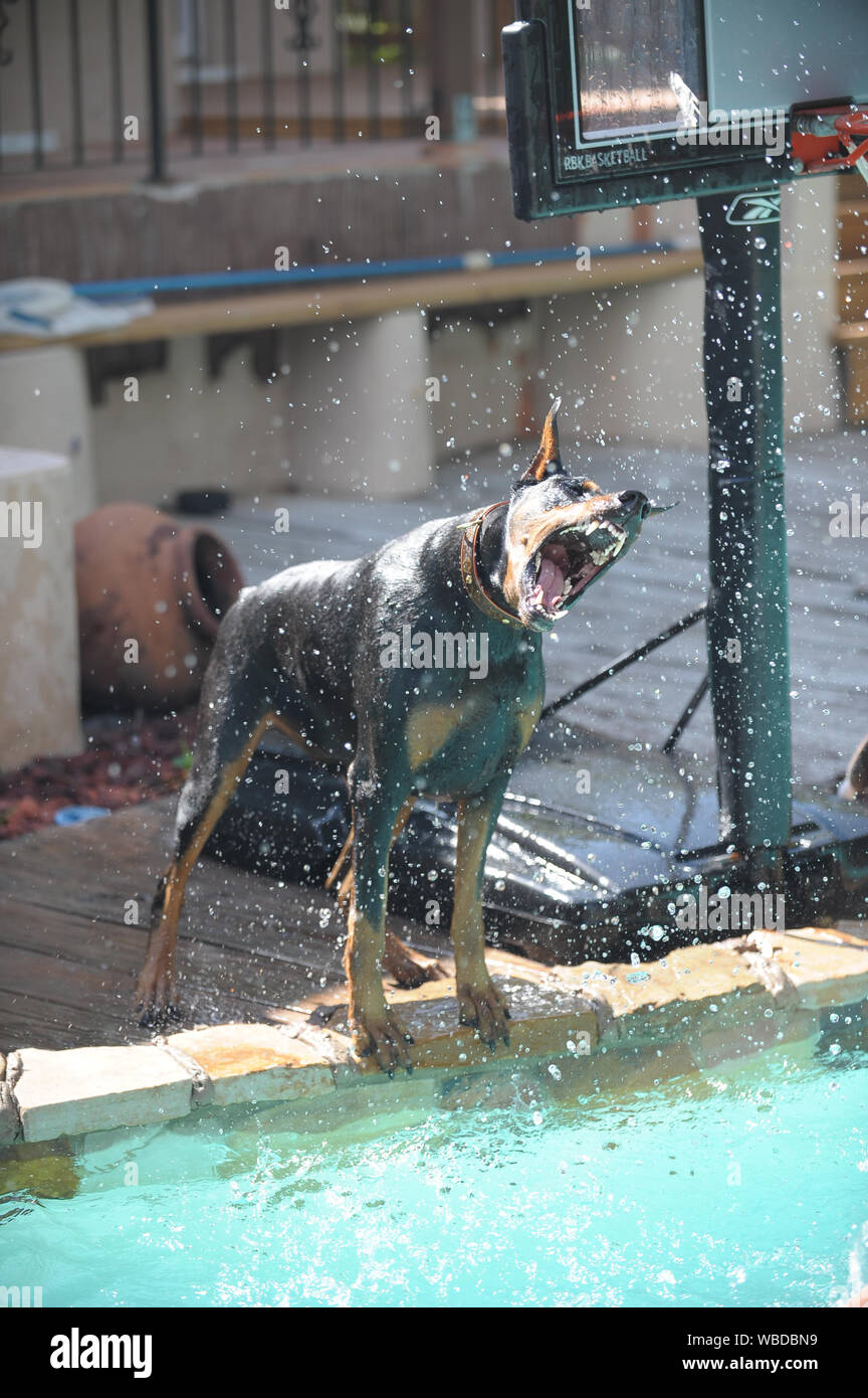 Miami 2007 - Doberman Diving into Pool Stock Photo - Alamy