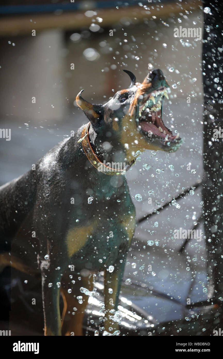Miami 2007 - Doberman Diving into Pool Stock Photo - Alamy