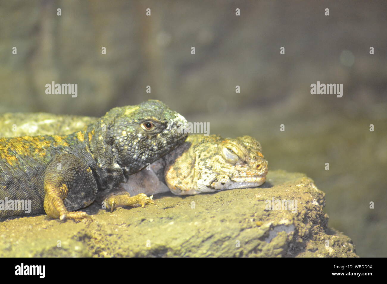 iguna on rock Stock Photo - Alamy