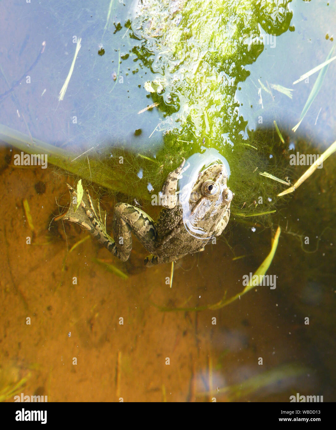 Overgrown amphibian pond hi-res stock photography and images - Alamy