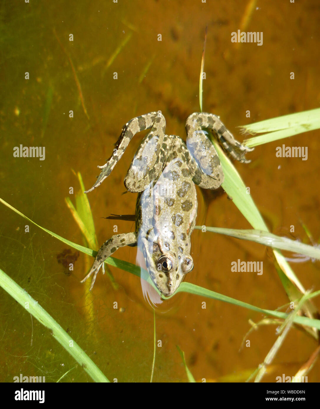 Overgrown amphibian pond hi-res stock photography and images - Alamy