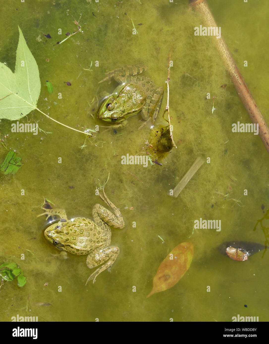 Overgrown amphibian pond hi-res stock photography and images - Alamy