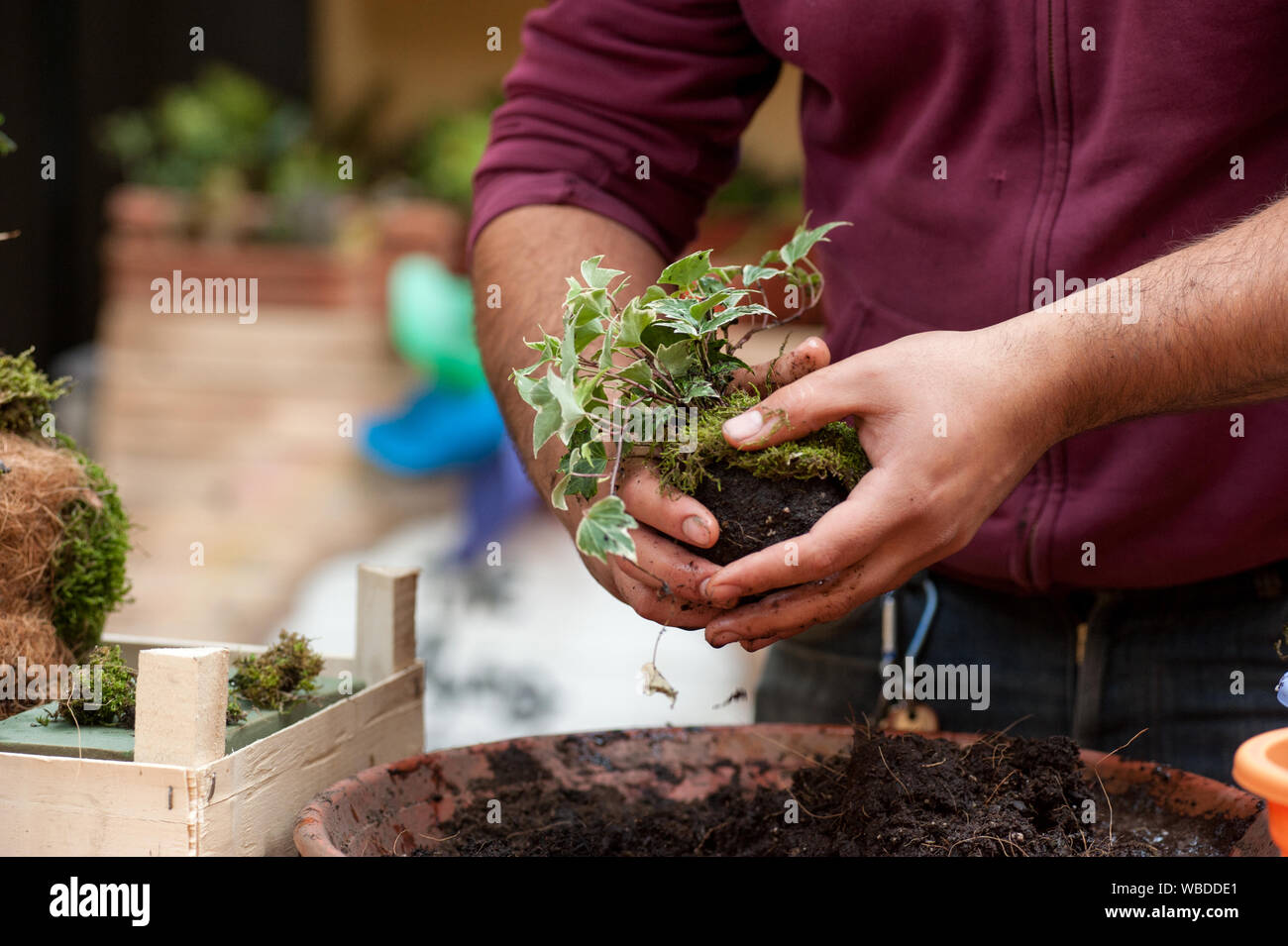 Kokedama is a ball of soil, covered with moss, on which an ornamental ...