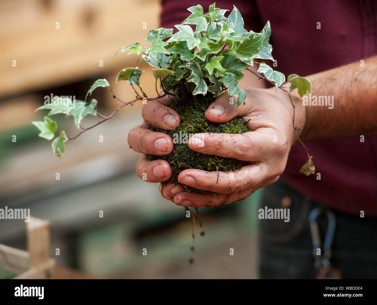 Kokedama is a ball of soil, covered with moss, on which an ornamental ...