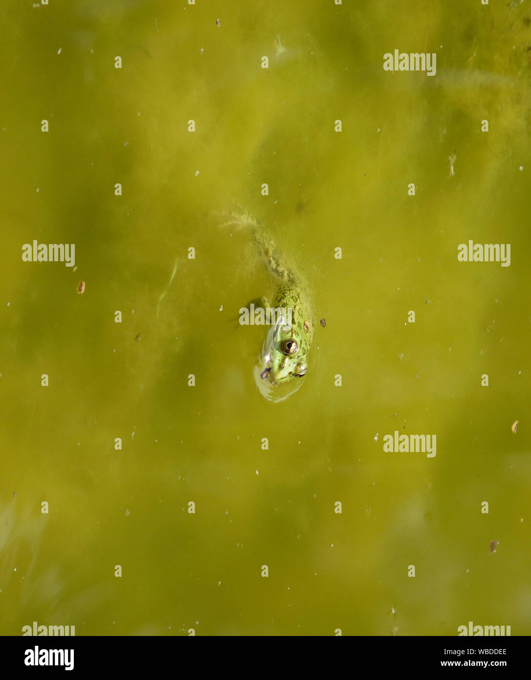 Frog in the water. An overgrown pond with a frog Stock Photo - Alamy