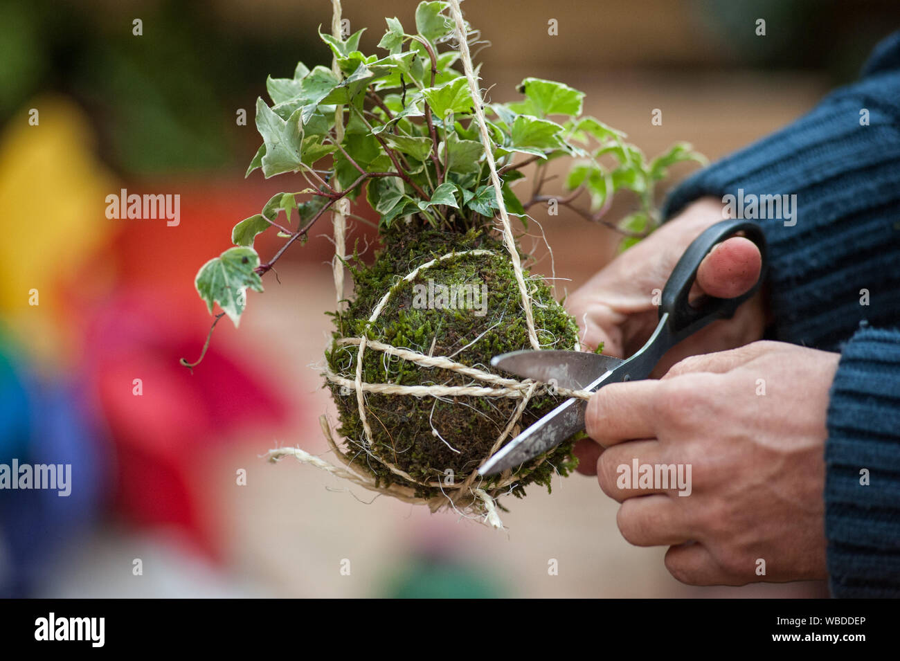 Kokedama is a ball of soil, covered with moss, on which an ornamental ...