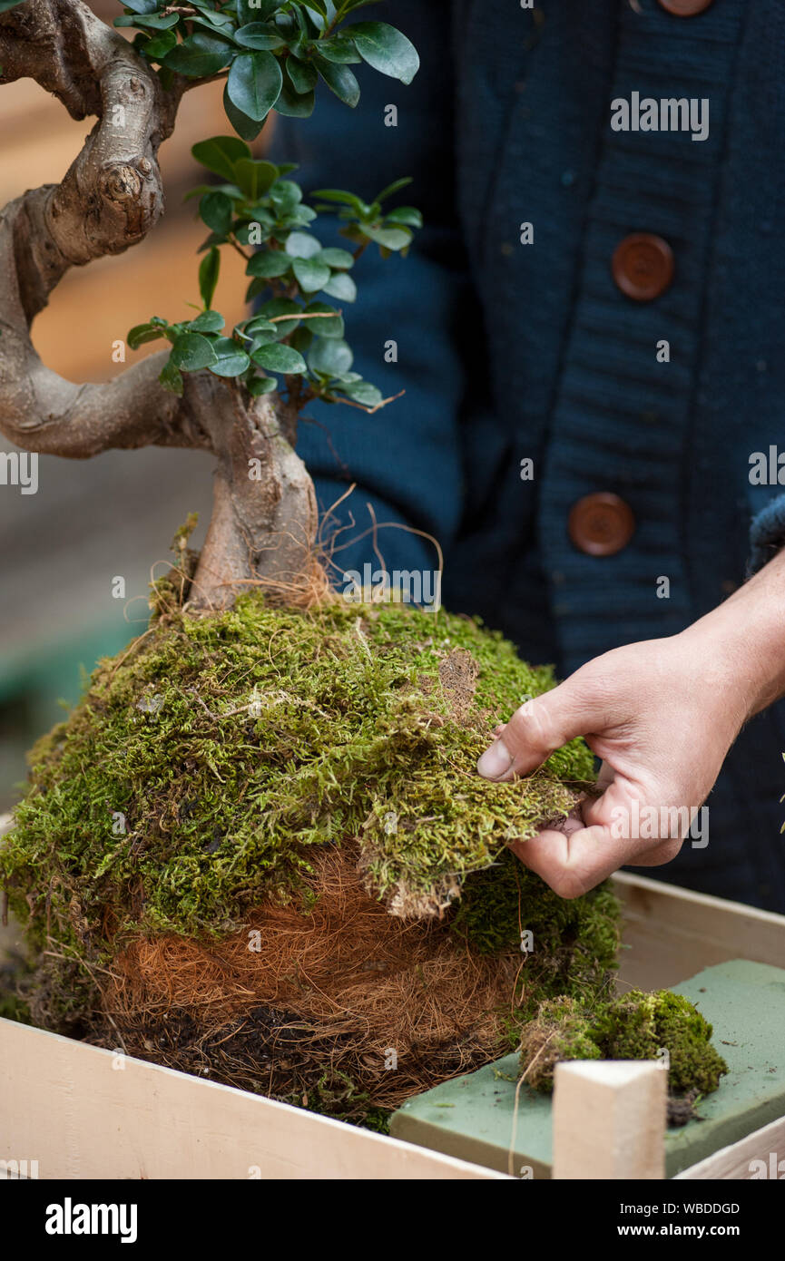Kokedama is a ball of soil, covered with moss, on which an ornamental ...