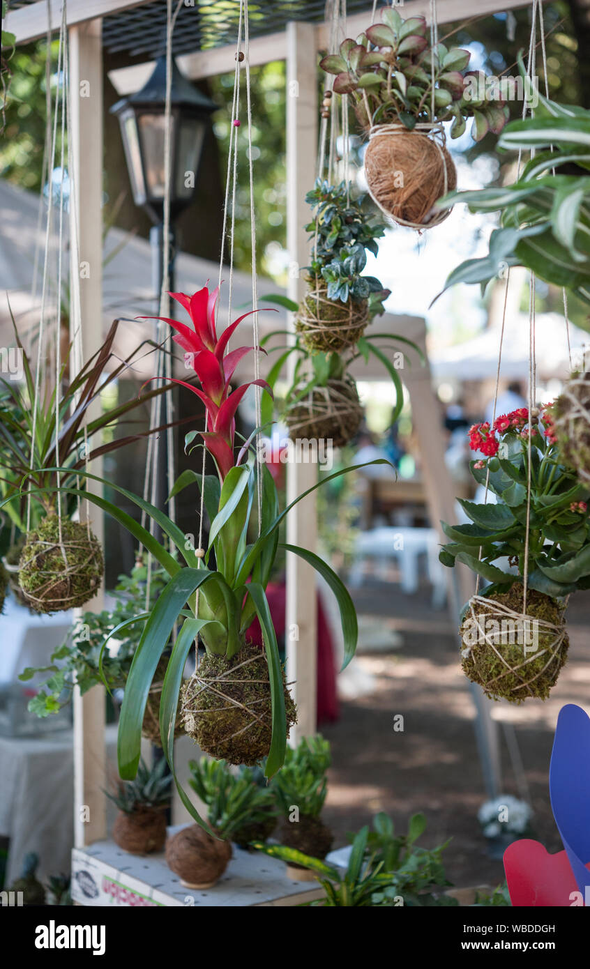 Kokedama is a ball of soil, covered with moss, on which an ornamental ...
