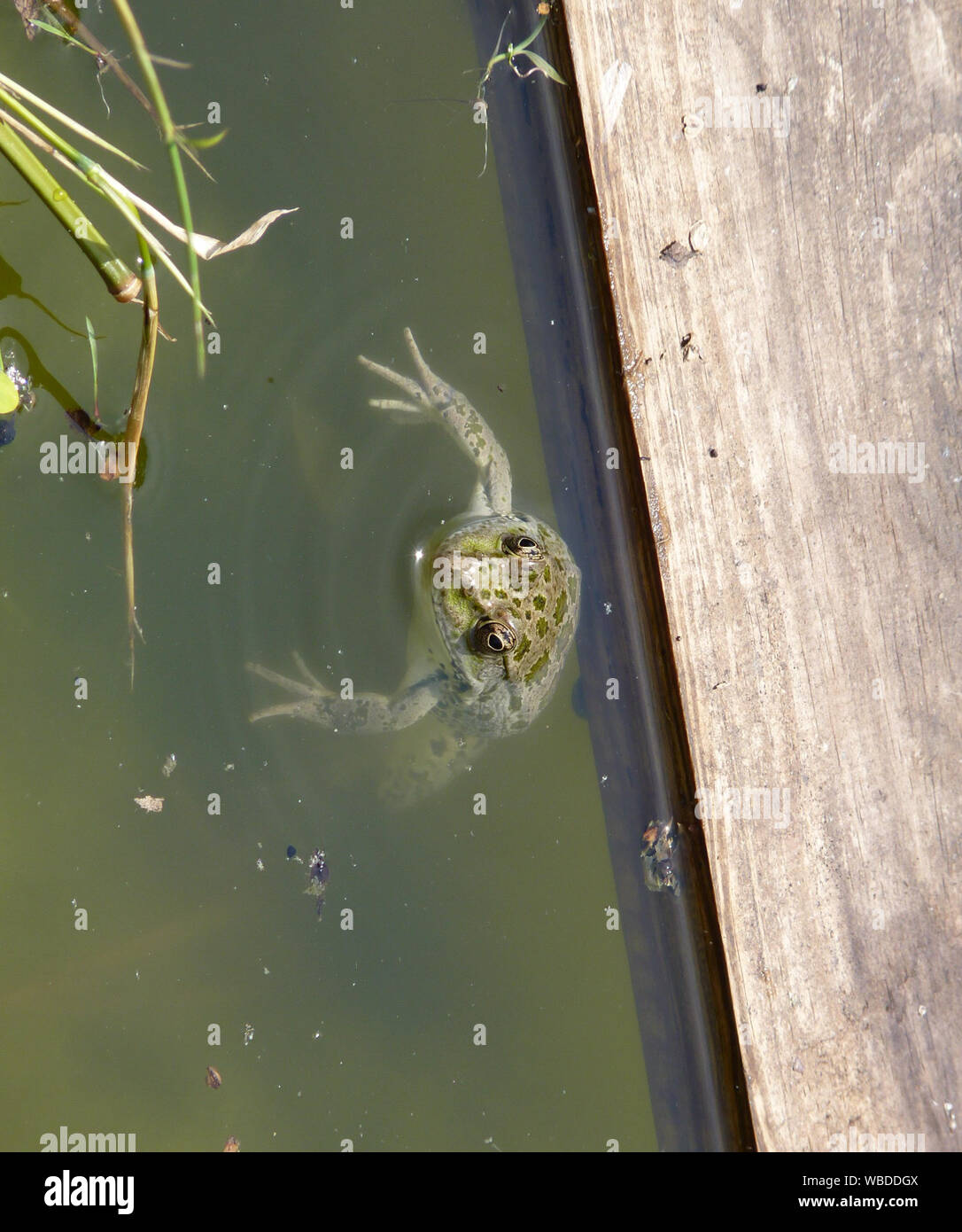 Overgrown amphibian pond hi-res stock photography and images - Alamy