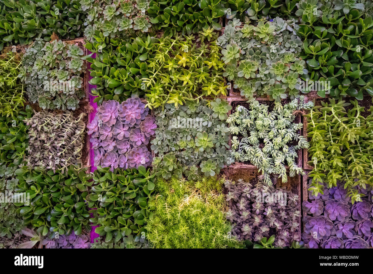 Cacti planters hi-res stock photography and images - Alamy