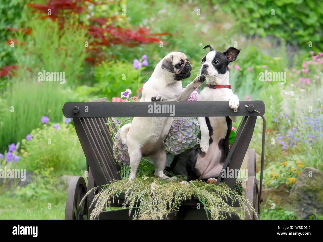 Bull posing together hi-res stock photography and images - Alamy