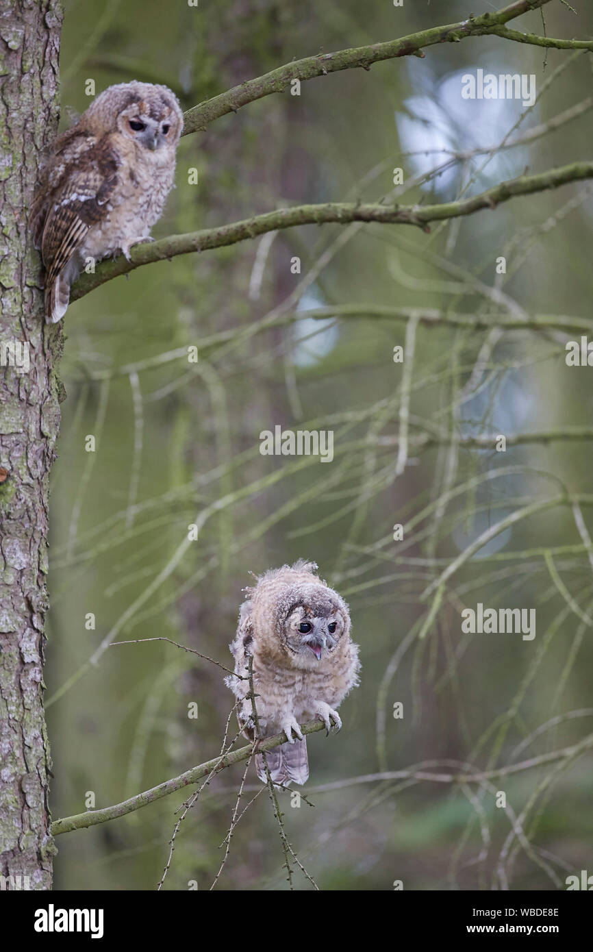 Tawny owl chicks hi-res stock photography and images - Alamy