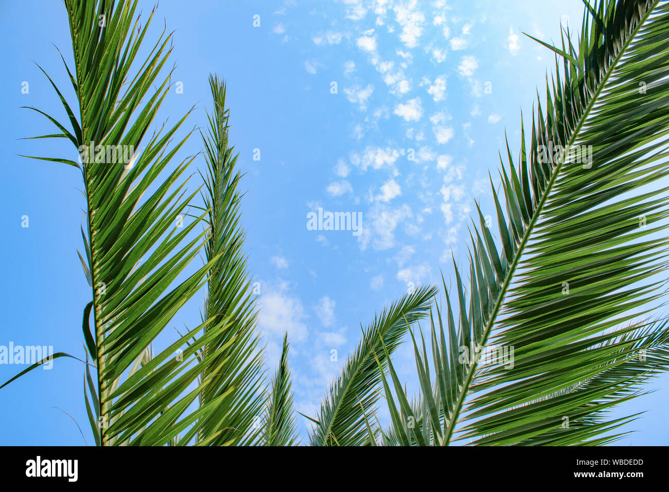 Palm tree, blue sky background, nature garden Stock Photo - Alamy