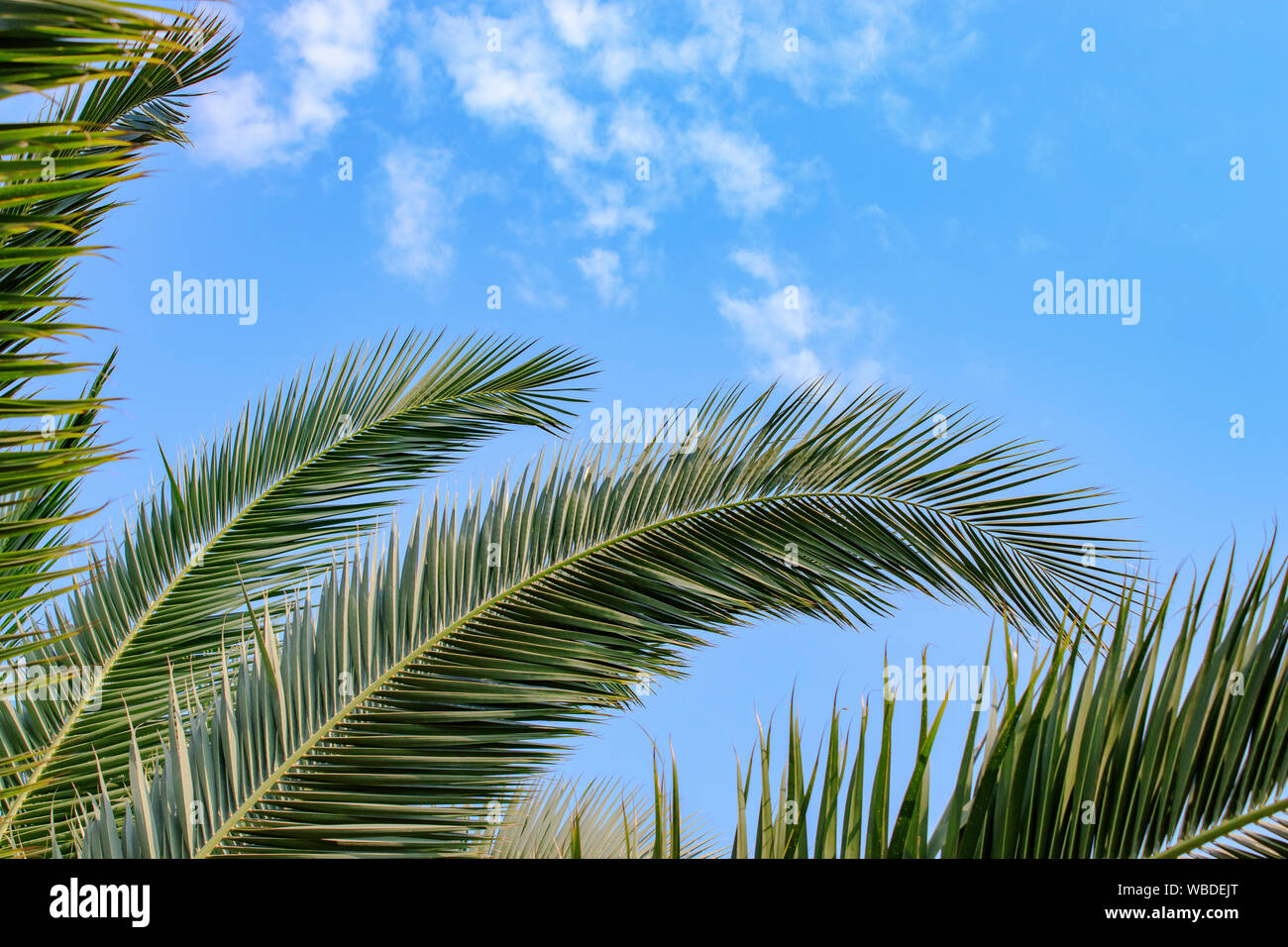 Palm tree, blue sky background, nature garden Stock Photo - Alamy