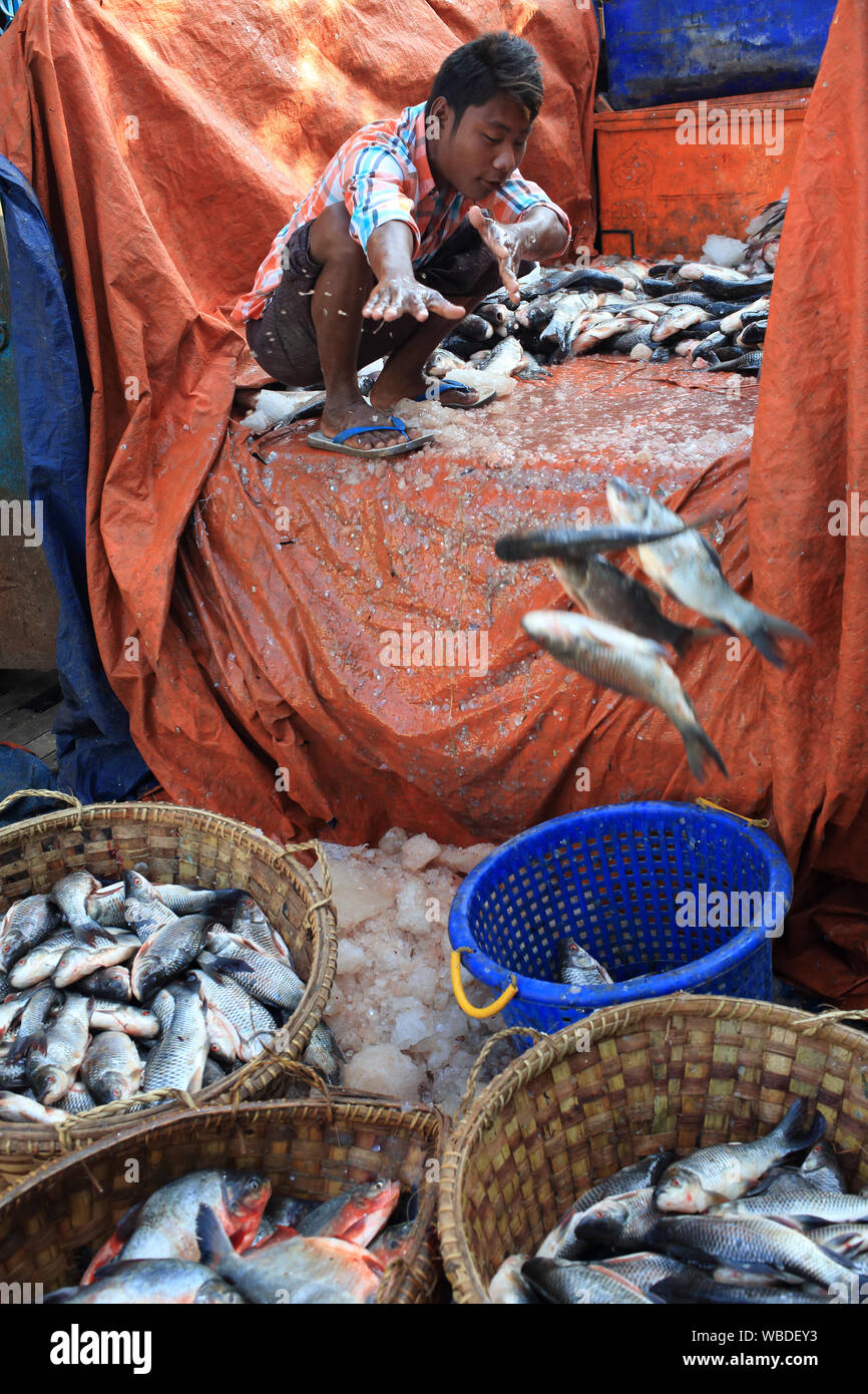 Burmese worker on the fish market Mandalay, Myanmar Stock Photo - Alamy