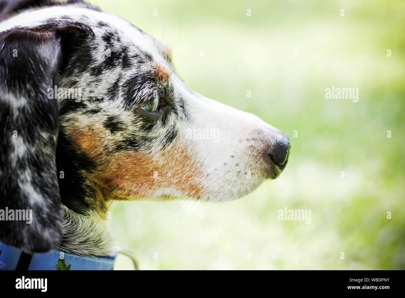 Closeup of a cute black and white dog with a blurred background Stock ...