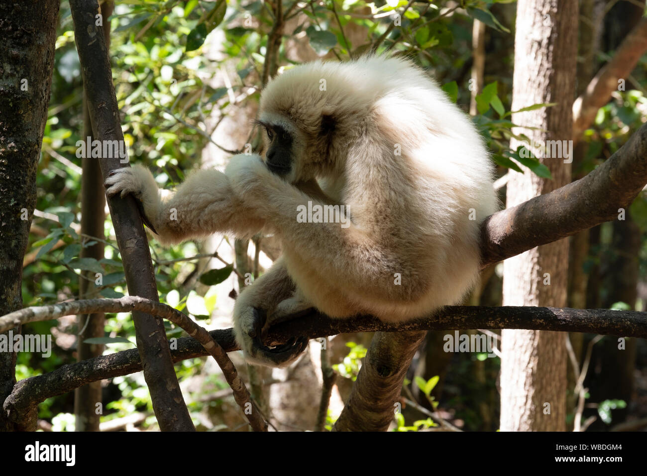 Asian primate habitat hi-res stock photography and images - Alamy