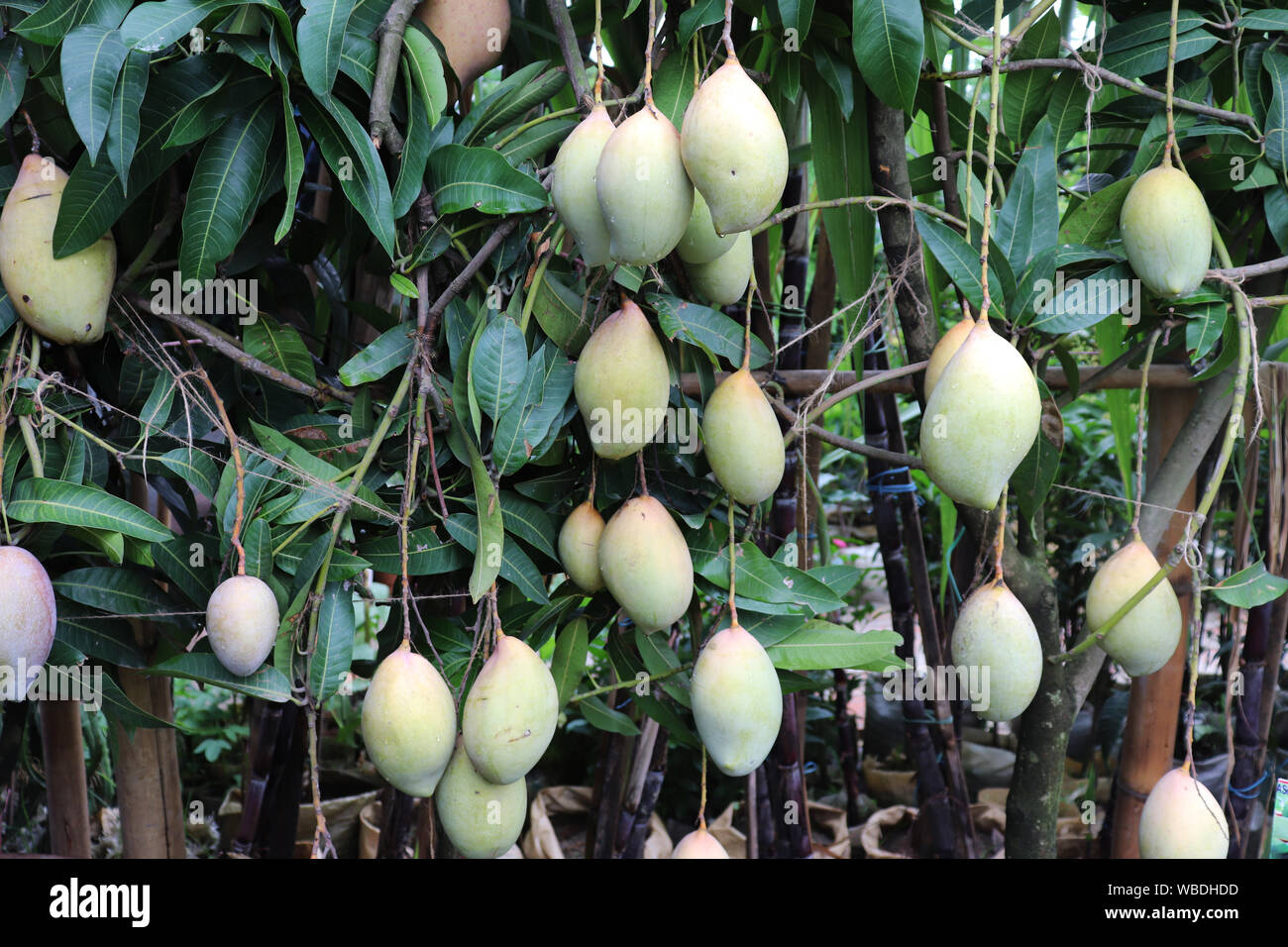 Green and red mango hi-res stock photography and images - Alamy