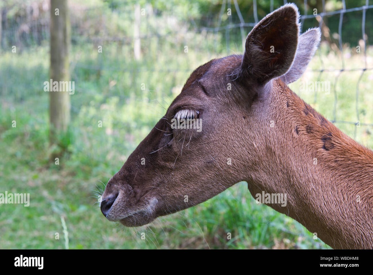 Tame deer cervus hi-res stock photography and images - Alamy