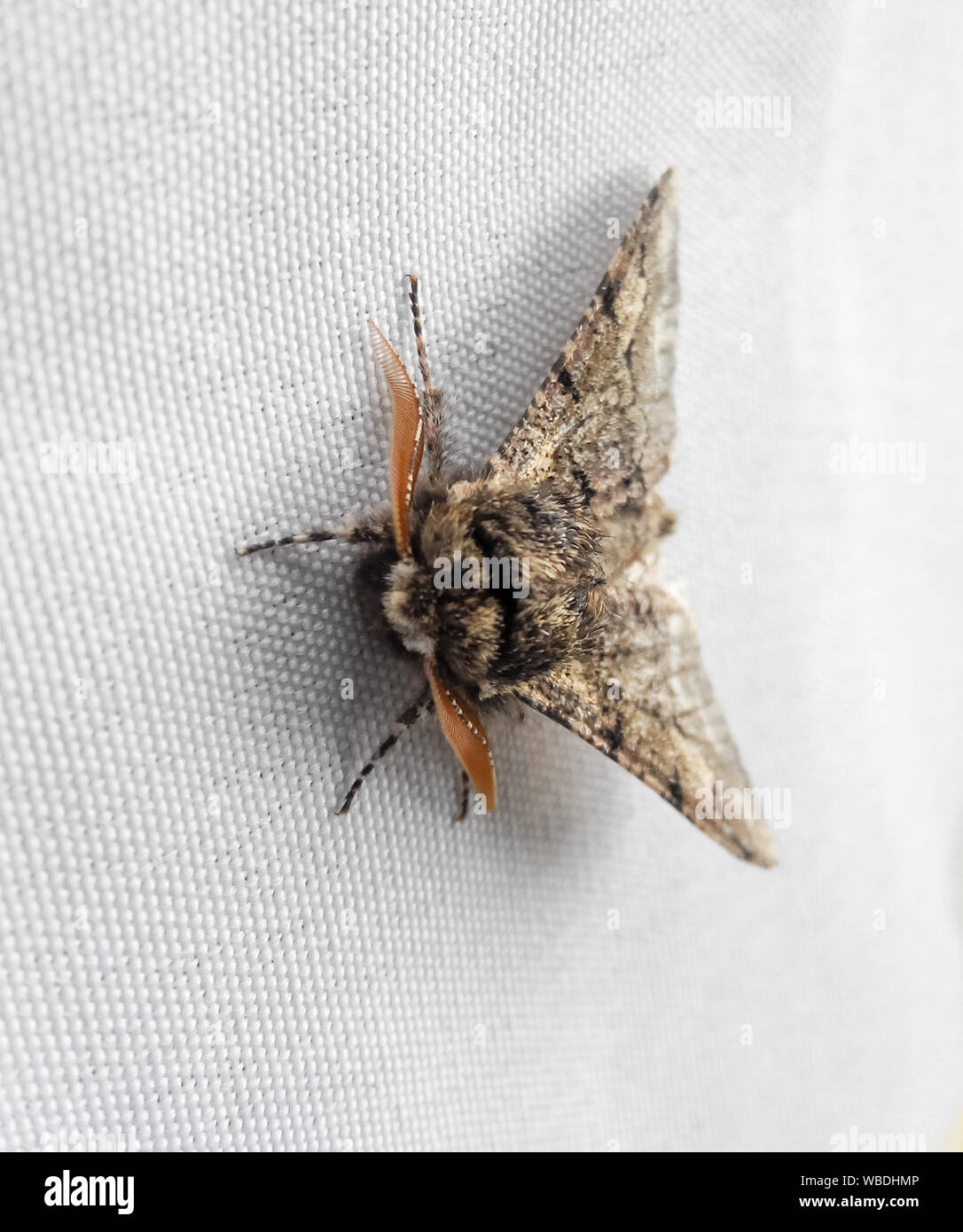 Night butterfly on white fabric. Butterfly resting Stock Photo - Alamy