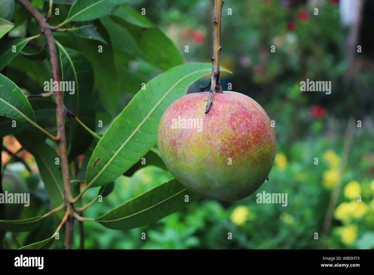 A pile of mango hi-res stock photography and images - Alamy