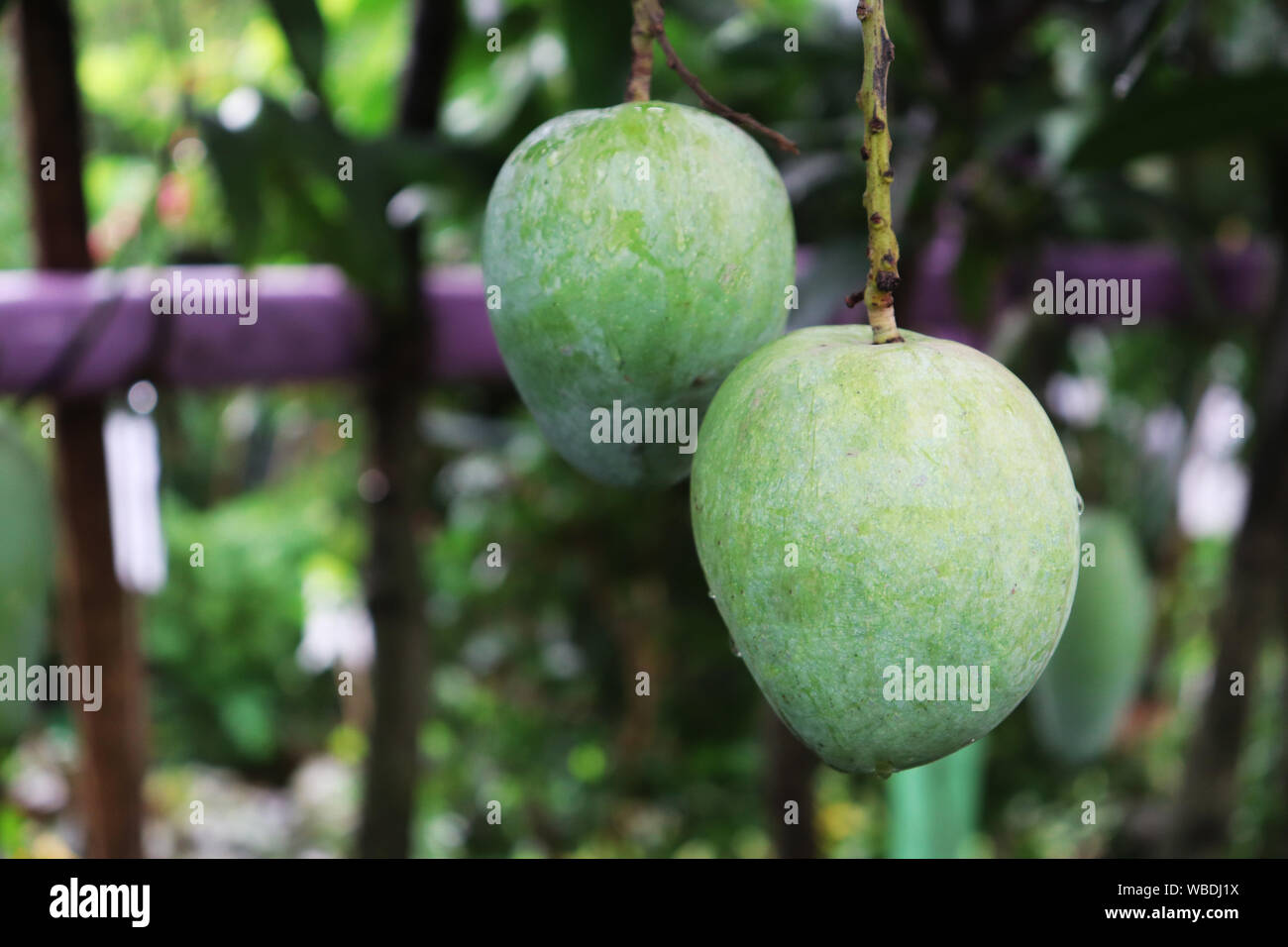 Close Up Green Mango Fruit On A Mango Tree Stock Photo - Alamy
