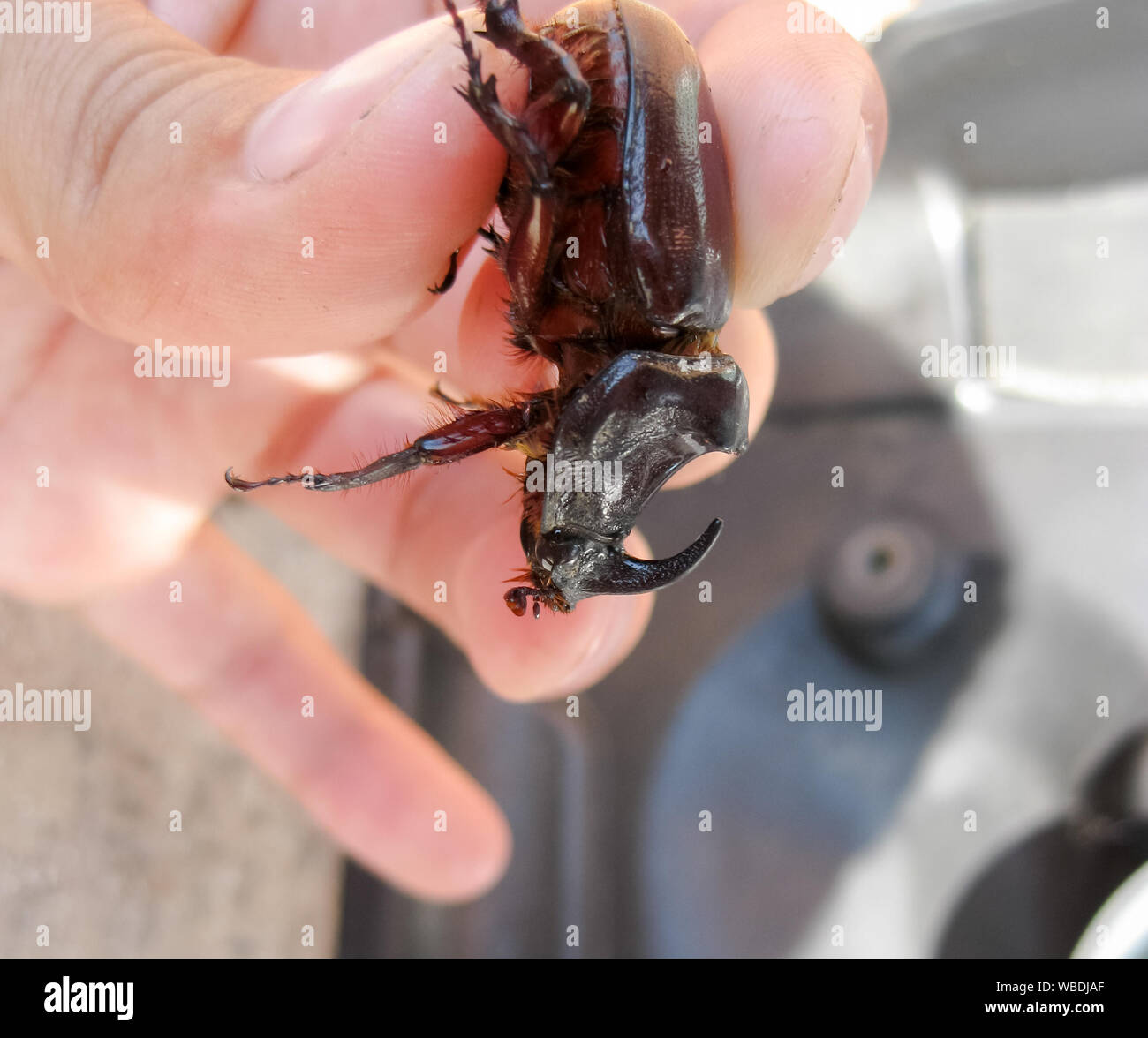 The rhinoceros beetle is in the hands of man. A rigid-winged insect ...