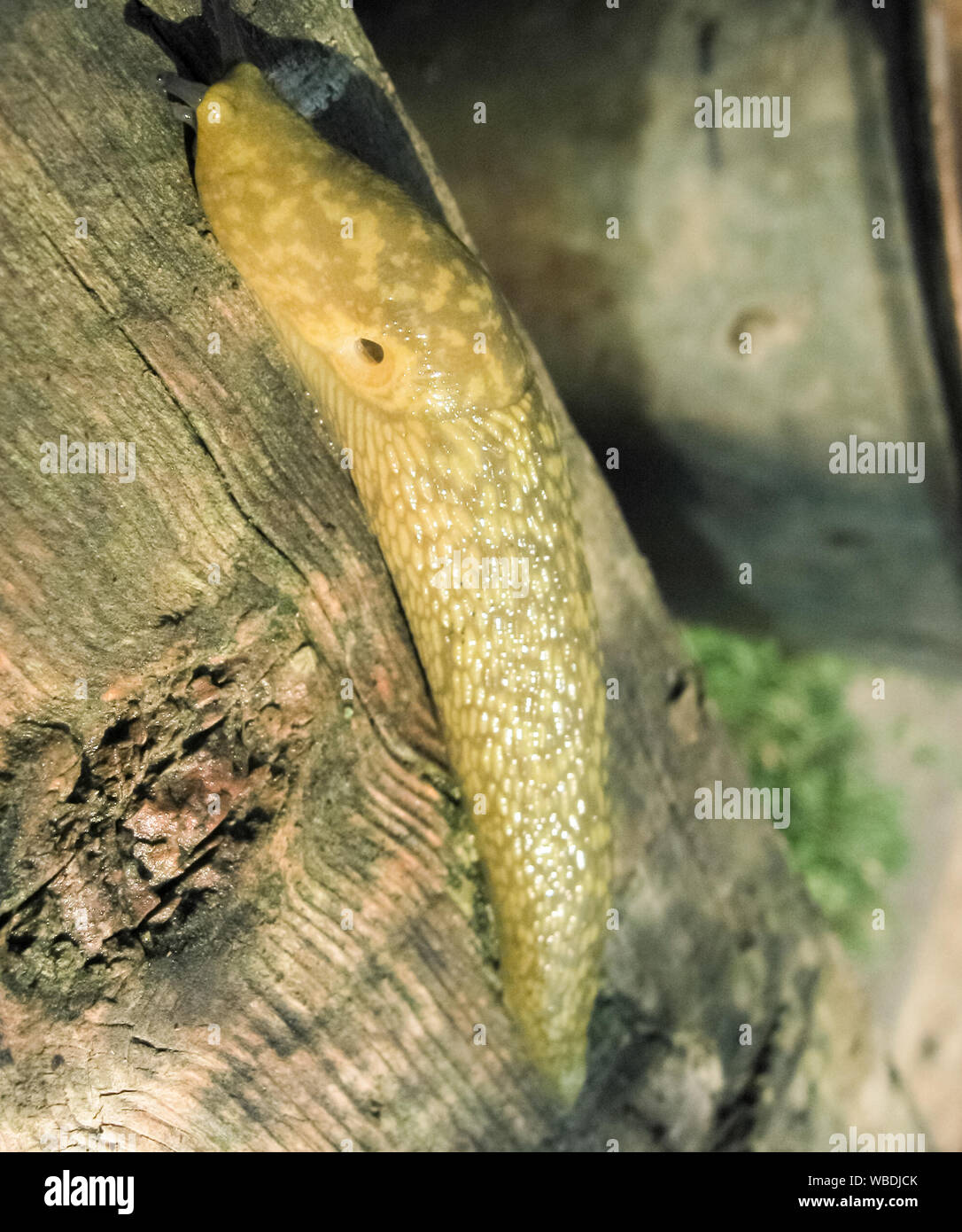 A green slug on a wooden board Stock Photo - Alamy