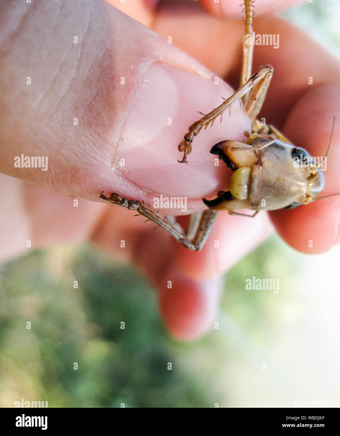 A brown grasshopper in man's pockets. the jaws of a grasshopper Stock ...