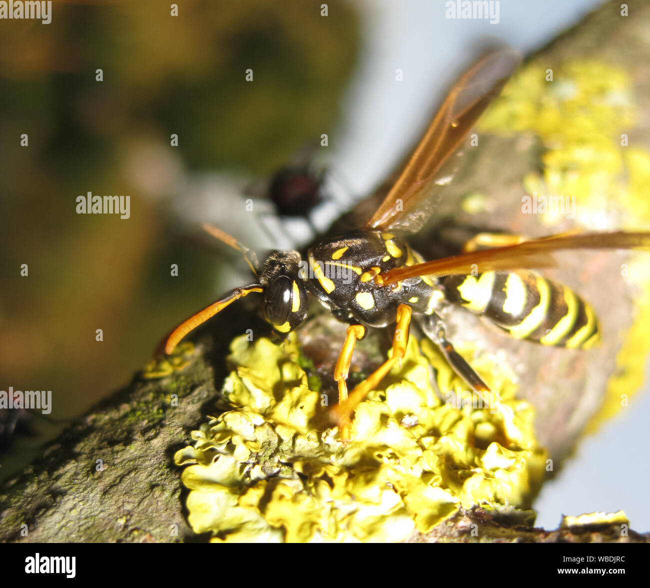 A wasp on a tree branch. Hymenoptera insect Stock Photo - Alamy