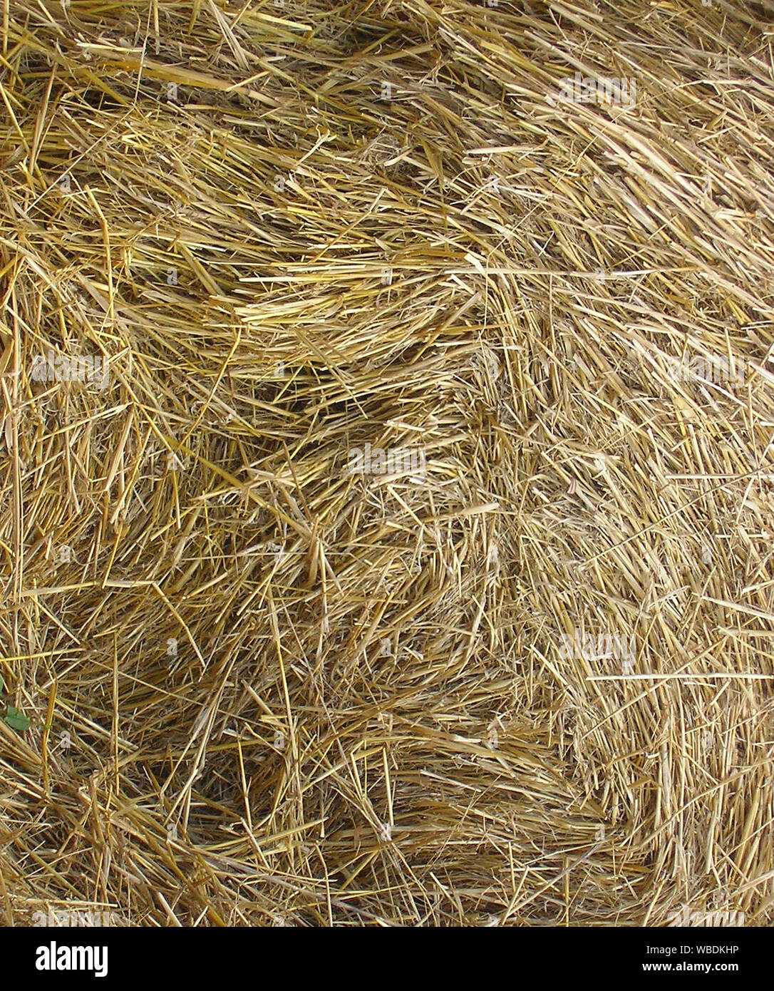 Texture hay closeup in color. Fodder for livestock and construction ...