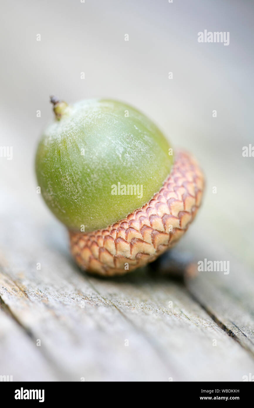 Botany trees fagaceae european hi-res stock photography and images - Alamy