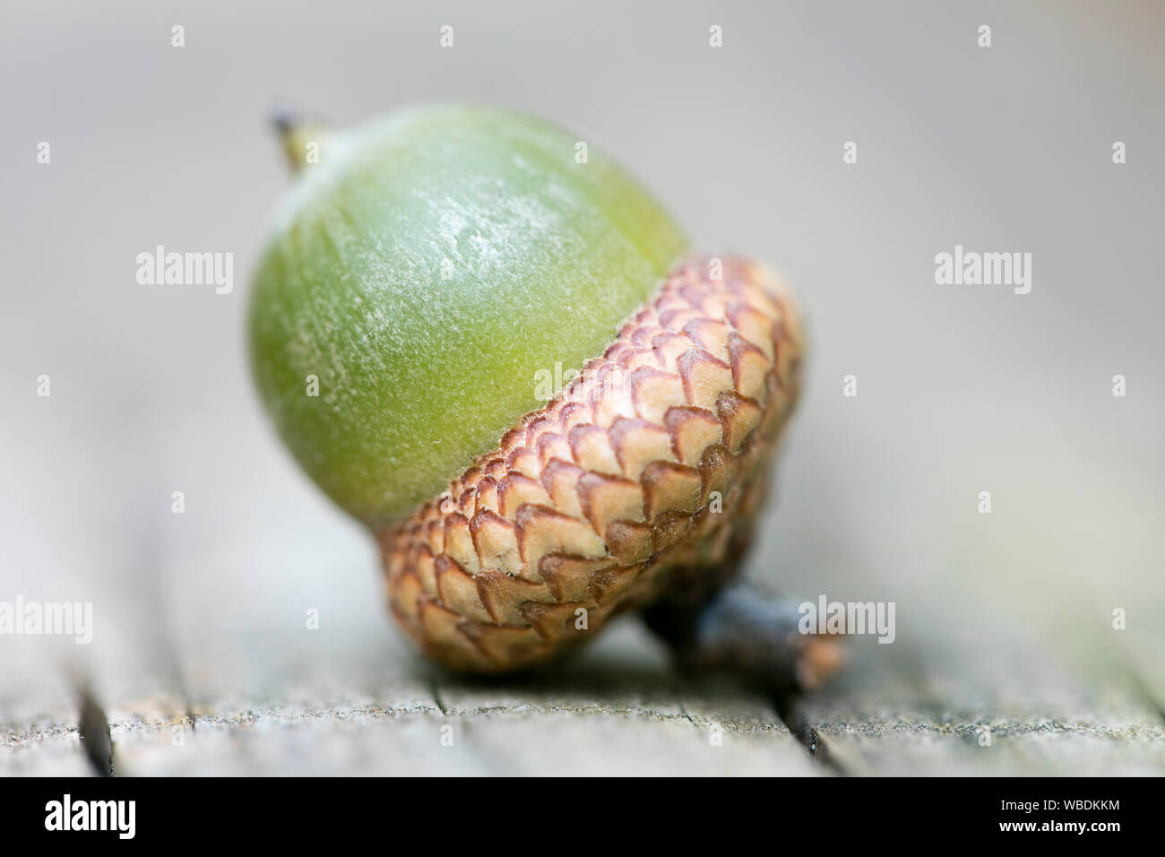 Wild fruits close up fifty megapixels quercus robur family fagaceae ice ...