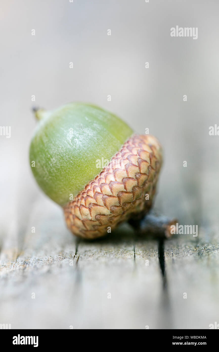 Family fagaceae hi-res stock photography and images - Alamy