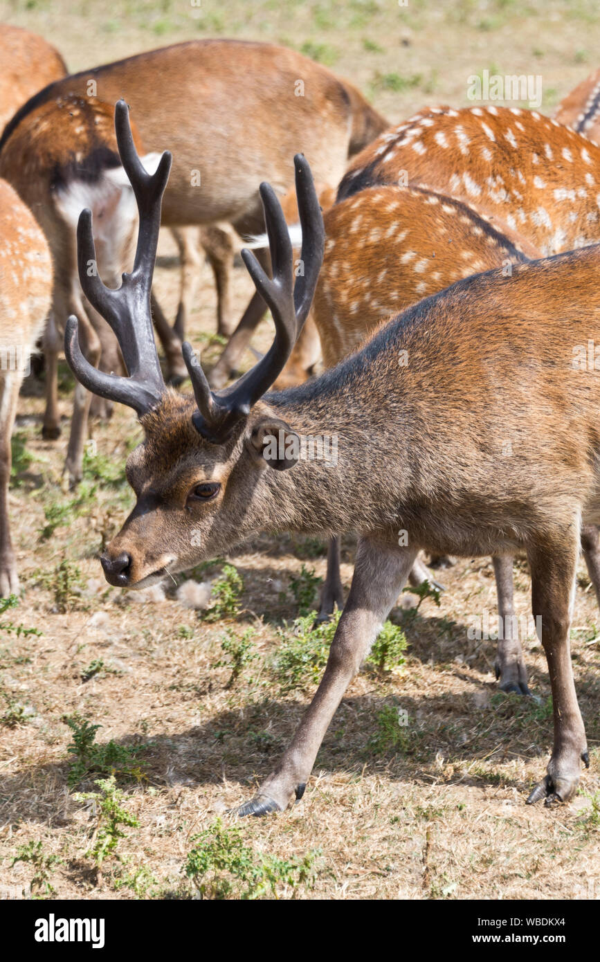 A herd of Axis deer including a male with his antlers in velvet at the ...