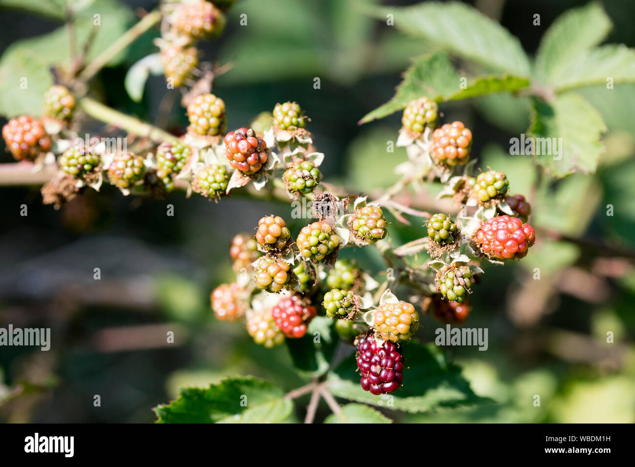 Wild forest fruits berries macro background fifty megapixels high ...