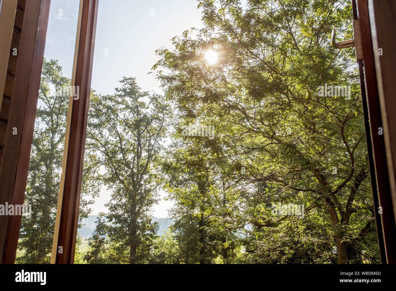 Window open to green trees and sunlight focus on trees and outdoors ...