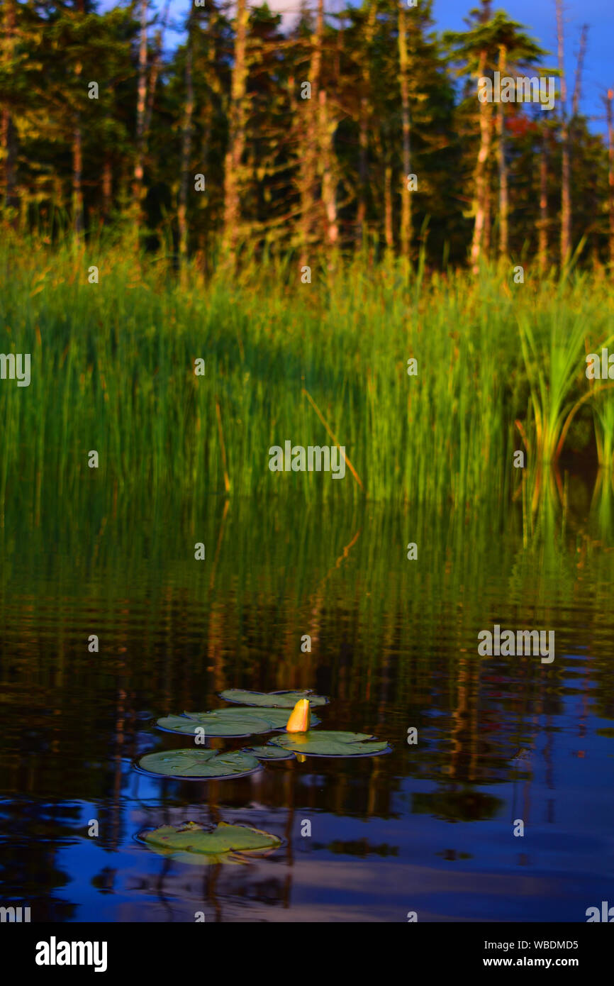 Lily lake trail hi-res stock photography and images - Alamy