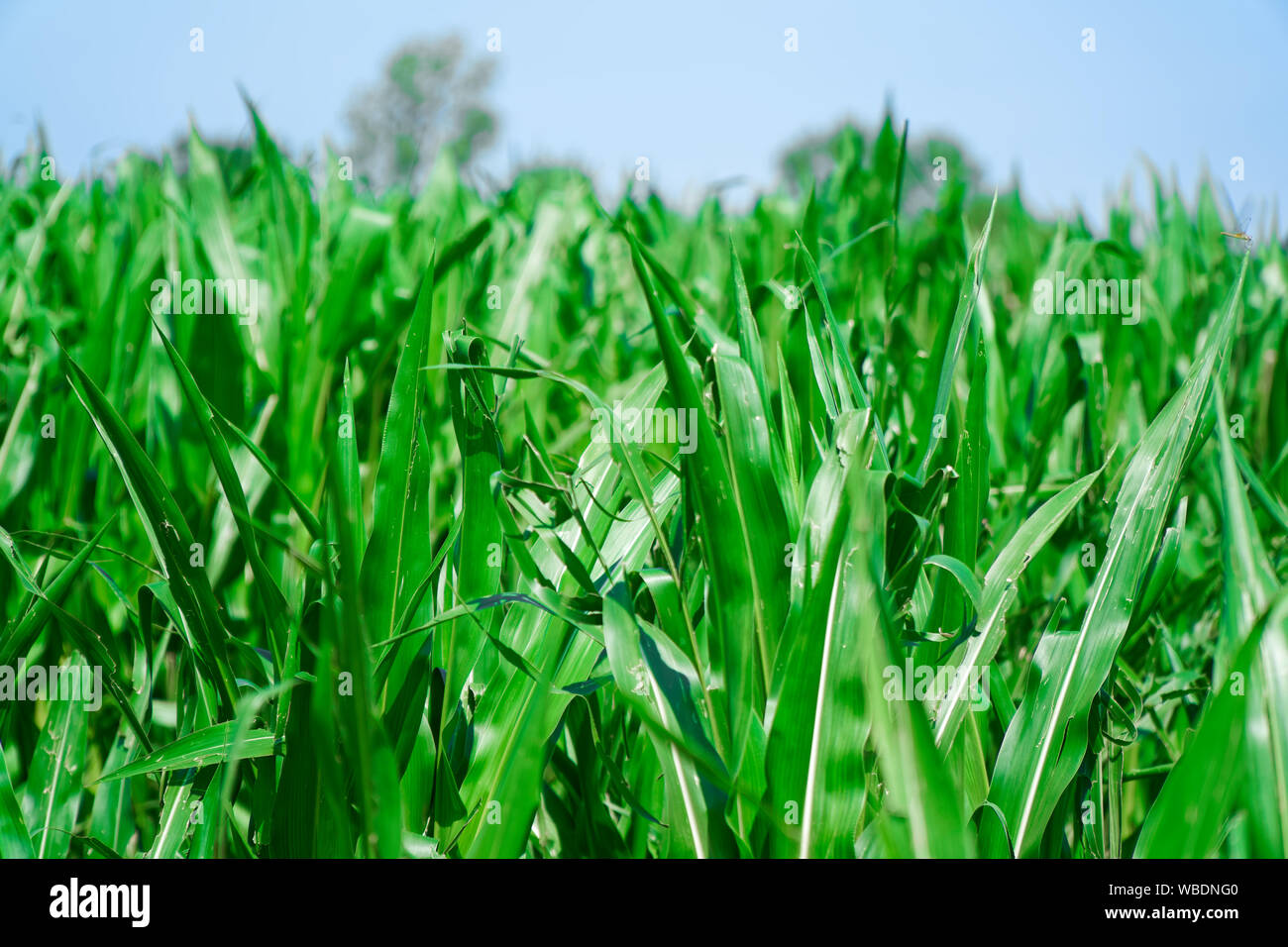 Corn grown in farmland, green cornfield, field of harvest Stock Photo ...