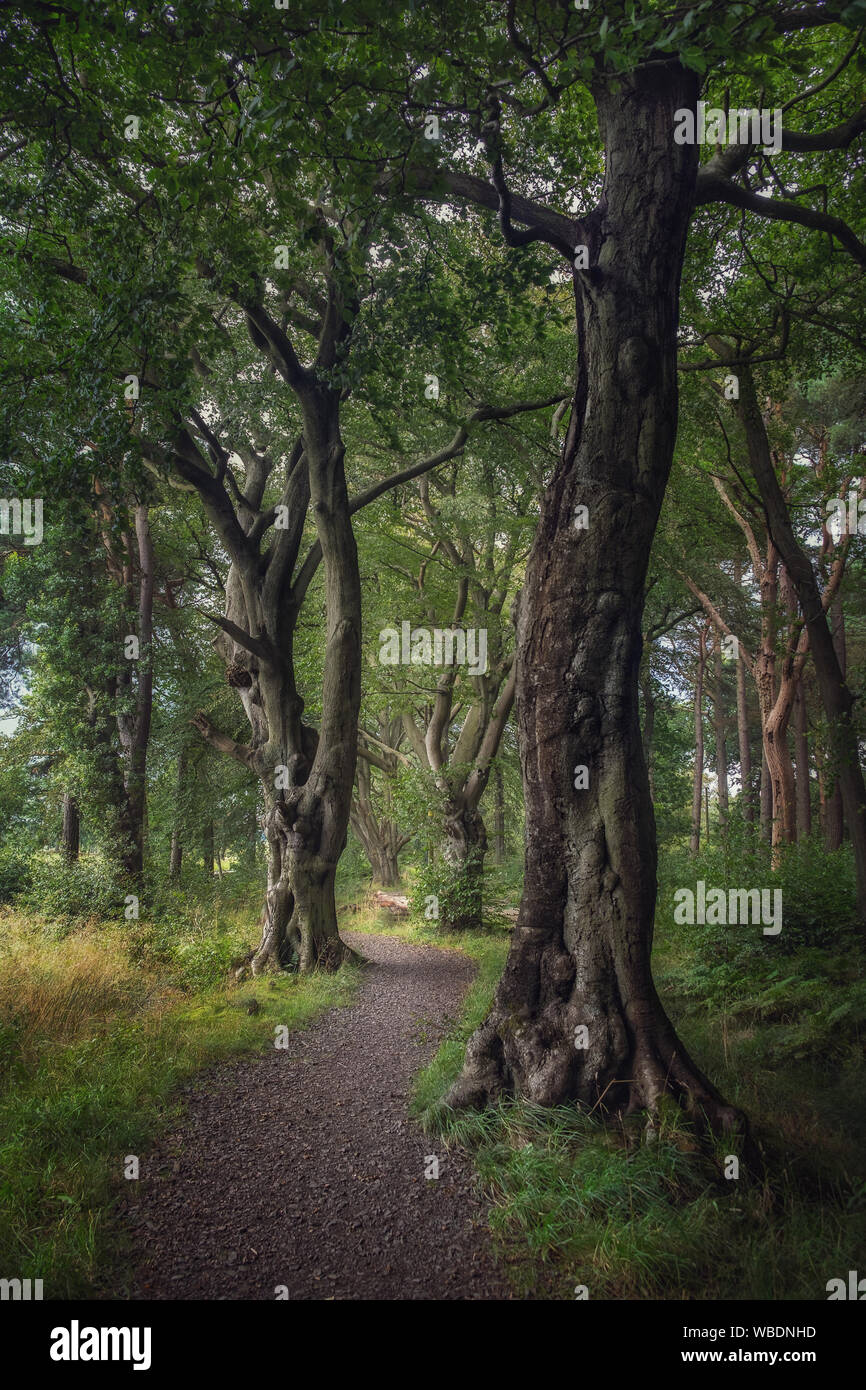 Larger winding branch hi-res stock photography and images - Alamy