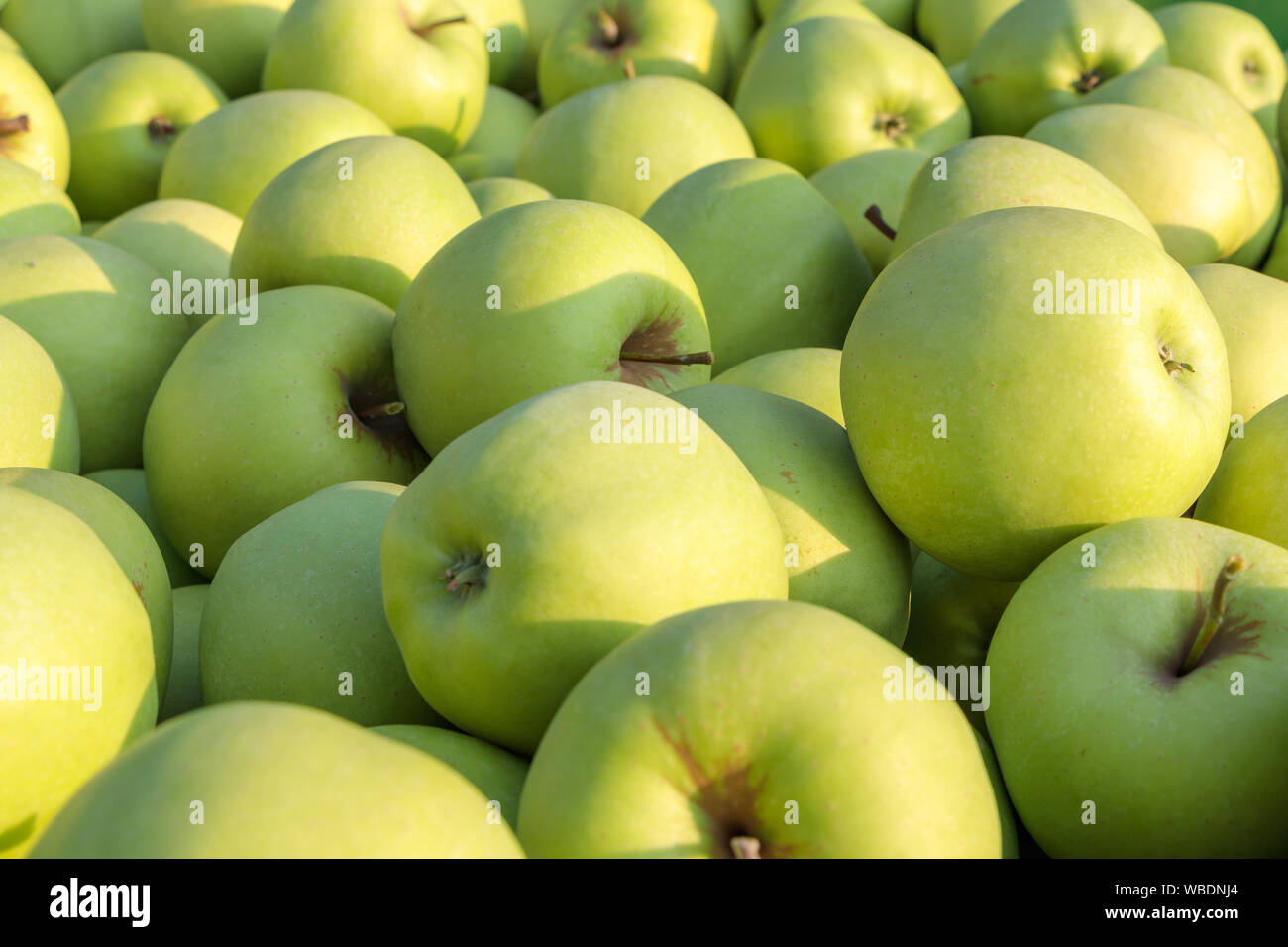 Golden Delicious apples yellow-green colors close up Stock Photo - Alamy