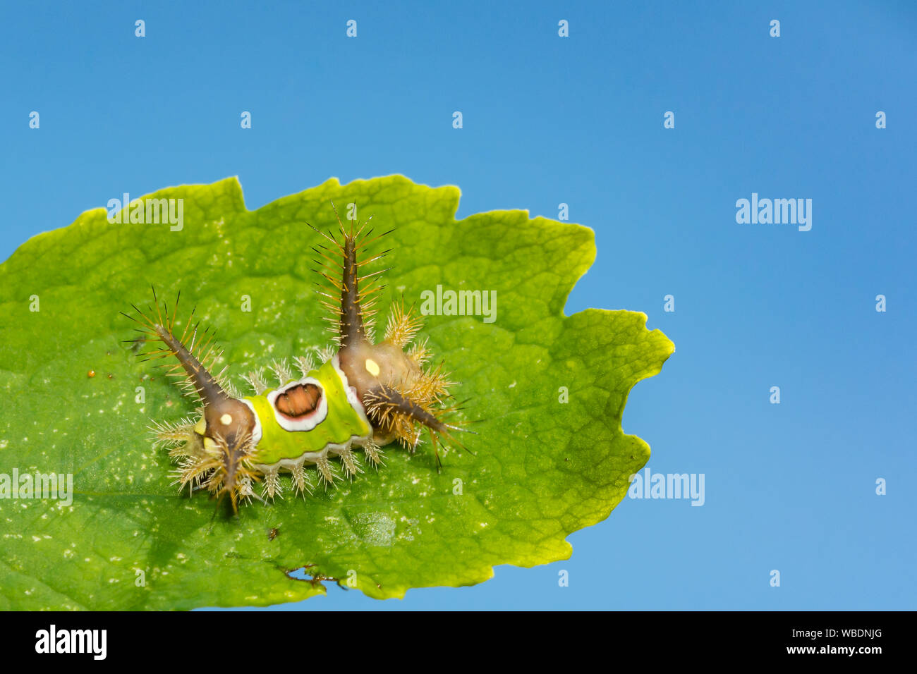 Saddleback Caterpillar (Acharia stimulea Stock Photo - Alamy